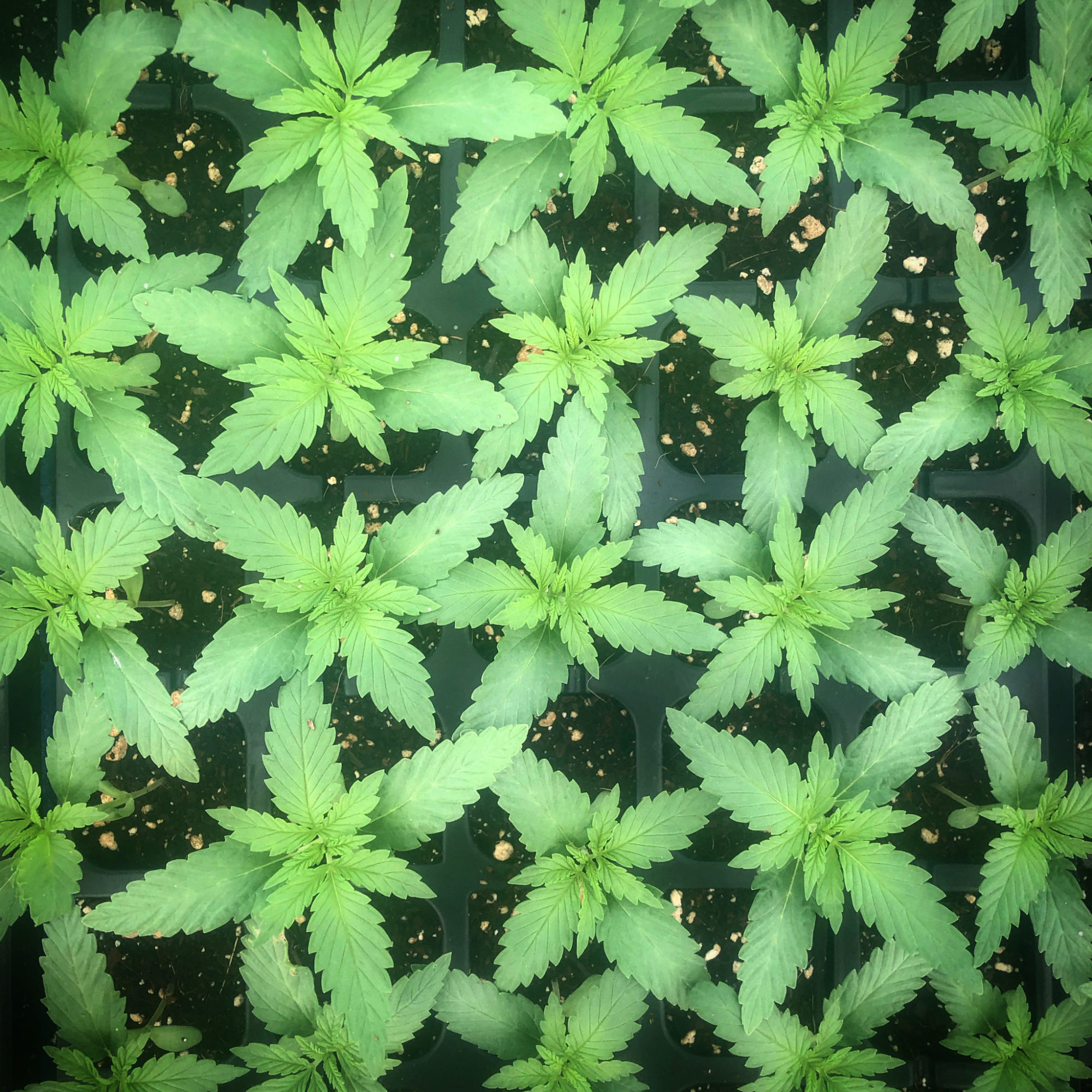 Hunger Mountain Hemp: Small Batch Vermont CBD