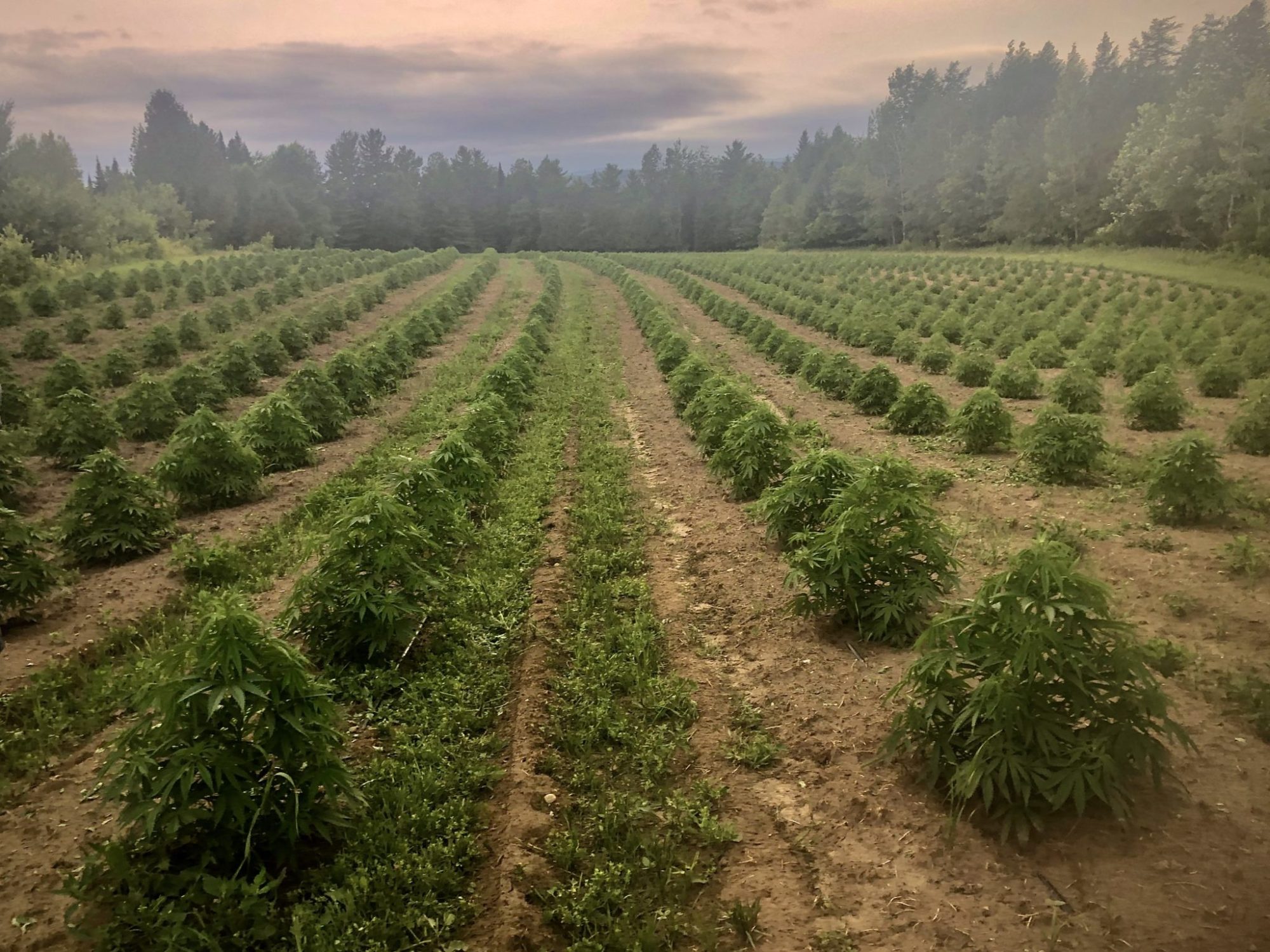 Hunger Mountain Hemp: Small Batch Vermont CBD