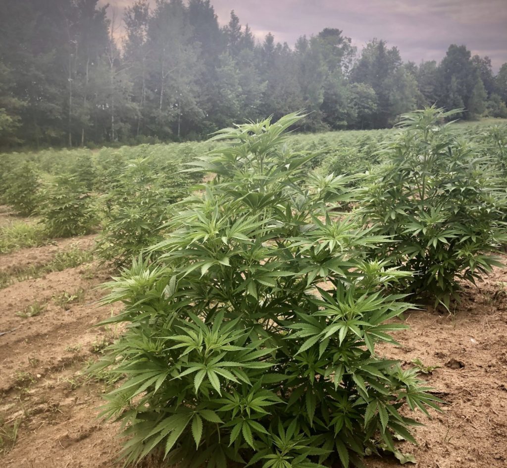 Hunger Mountain Hemp: Small Batch Vermont CBD